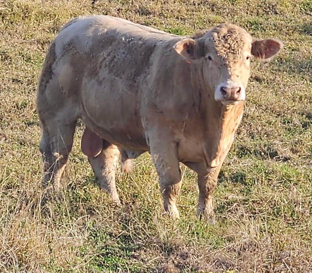 Gallery - Casino All Breeds Bull and Female Sale