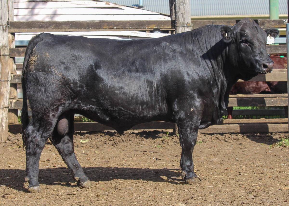 Gallery - Casino All Breeds Bull and Female Sale