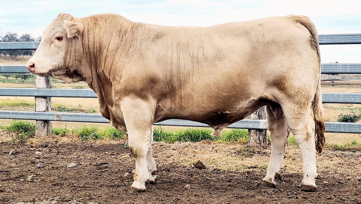 Gallery - Casino All Breeds Bull and Female Sale